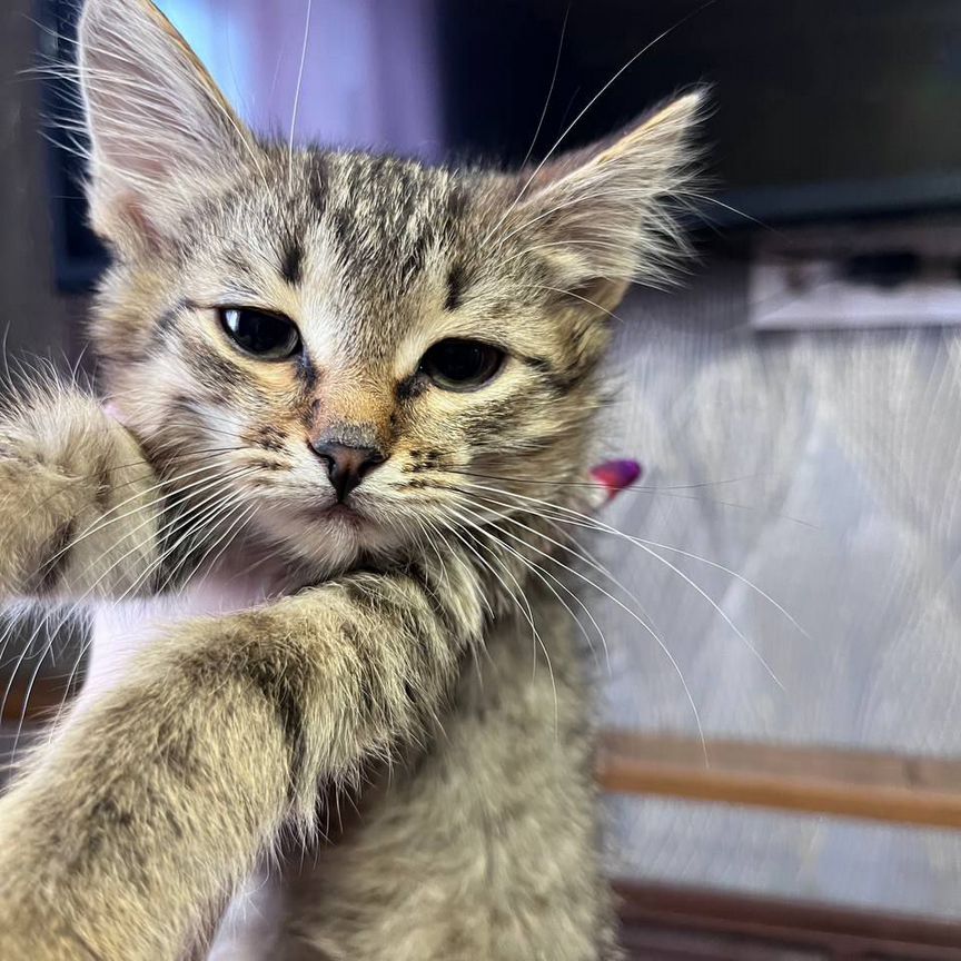 Сибирский котёнок