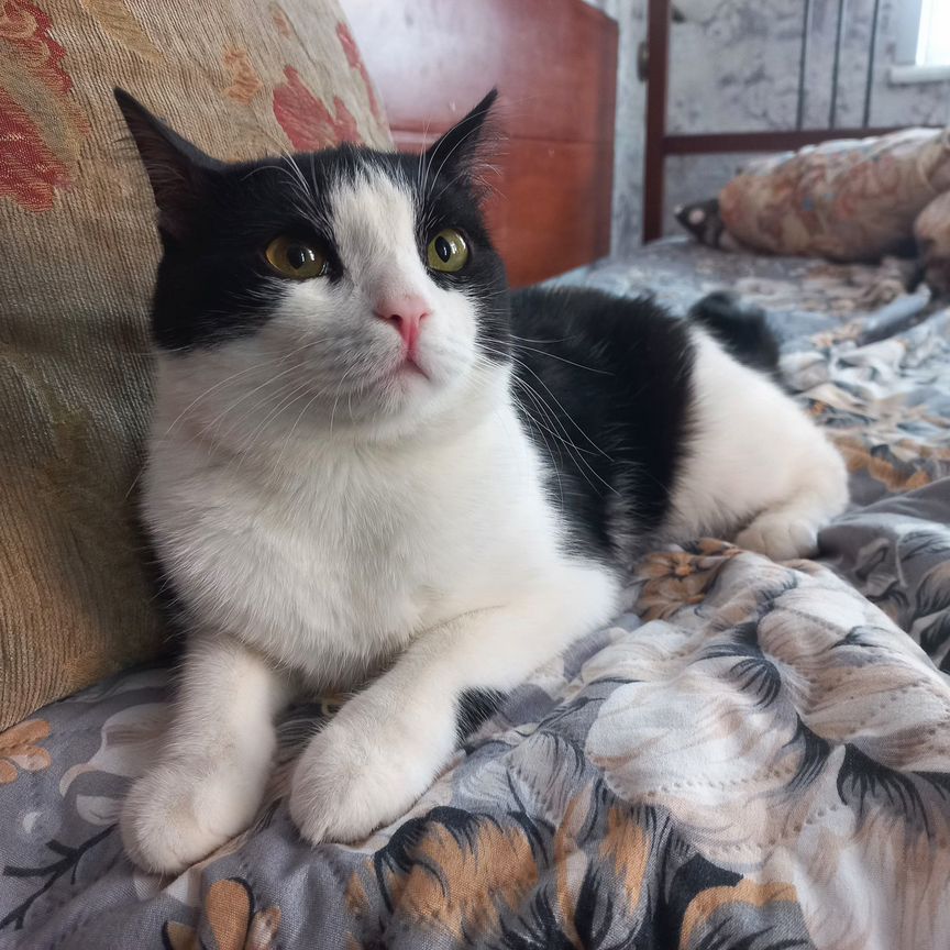 Котик бармалей