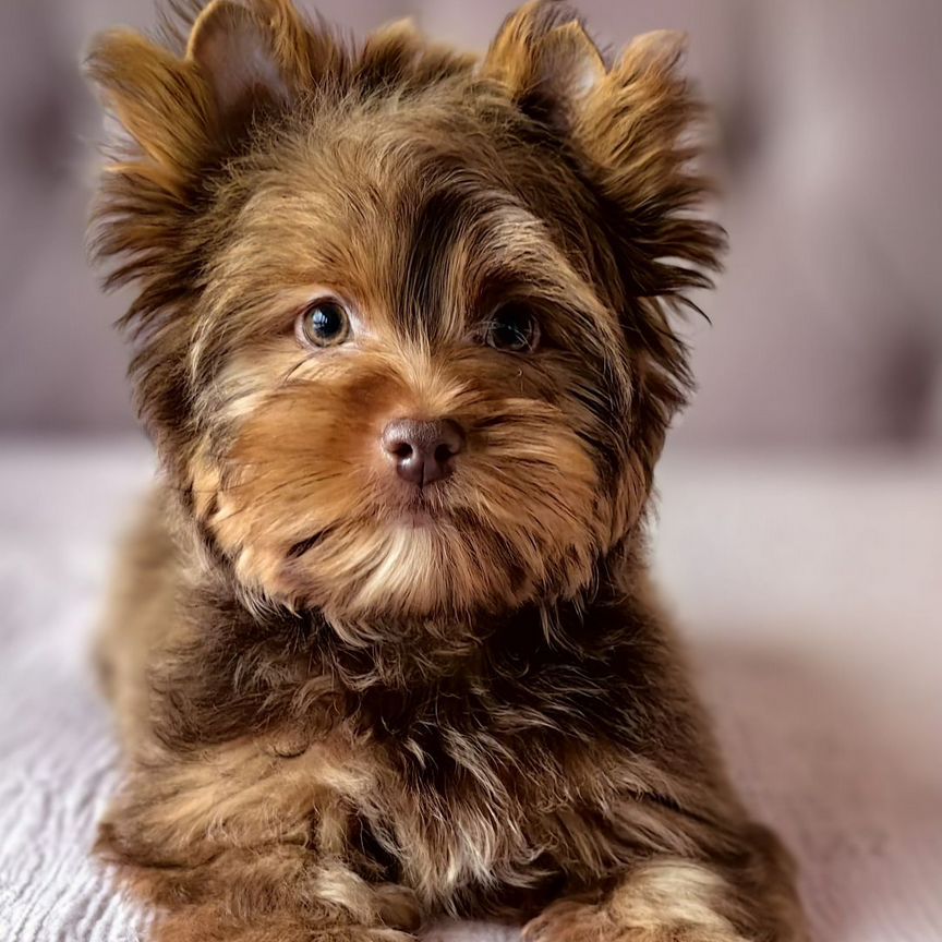 Мальчик цветной йорк