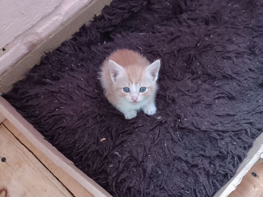 Подкинули в подъезд