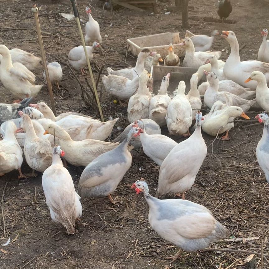 Цесарка гуси утки индейка