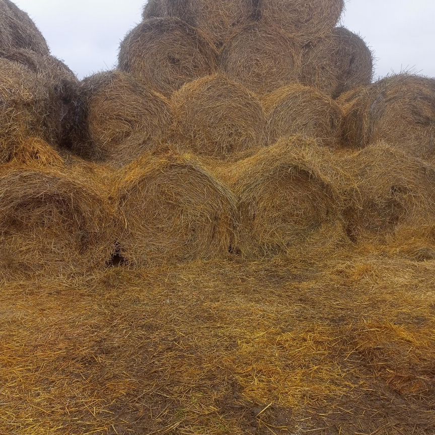 Солома пшеничная в рулонах