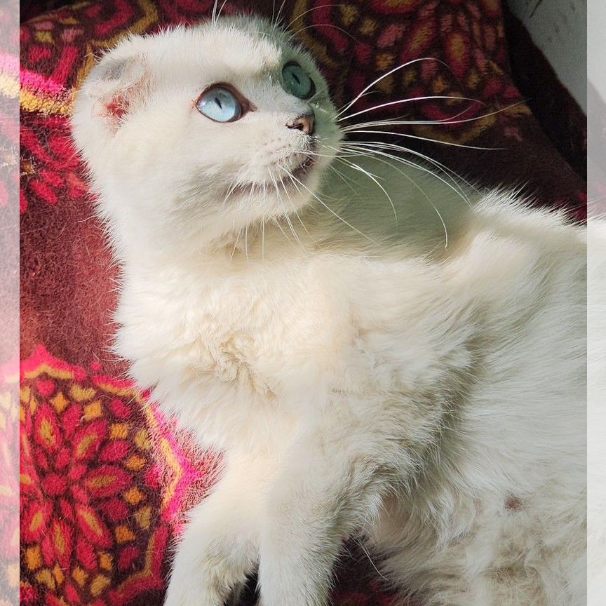 Шотландский вислоухий короткошёрстный котёнок