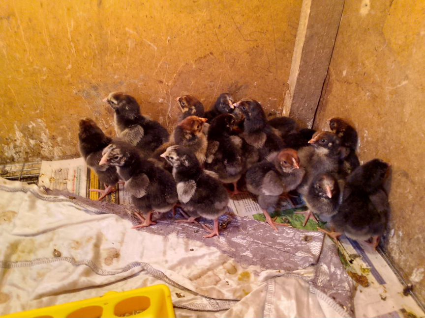 Цыплята виандот