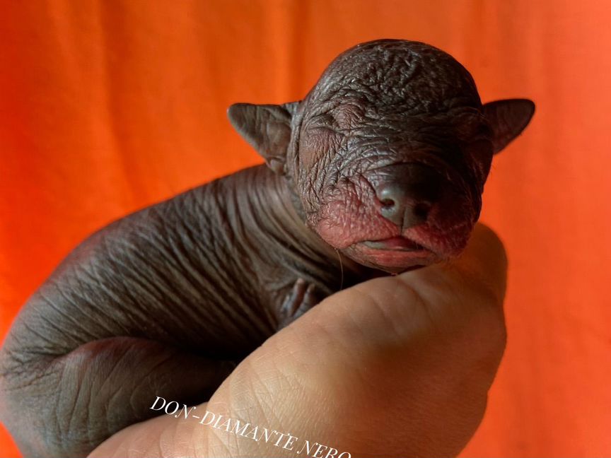 Ксолоитцкуинтли