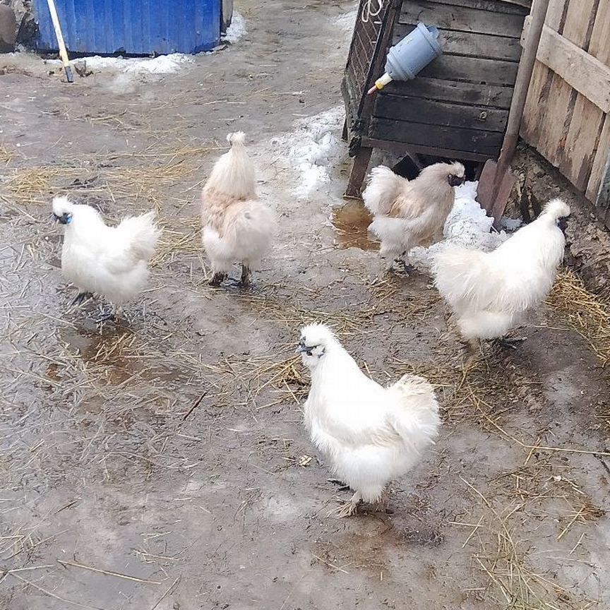 Продам молодых петушков