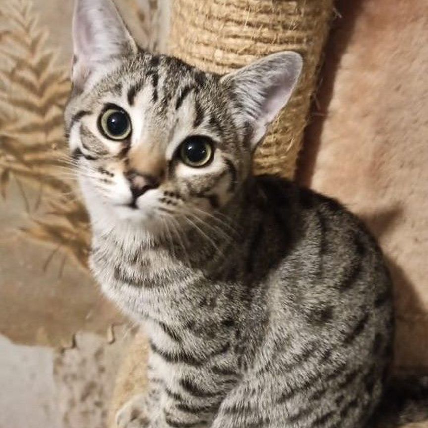 Котёнок Норочка в добрые руки