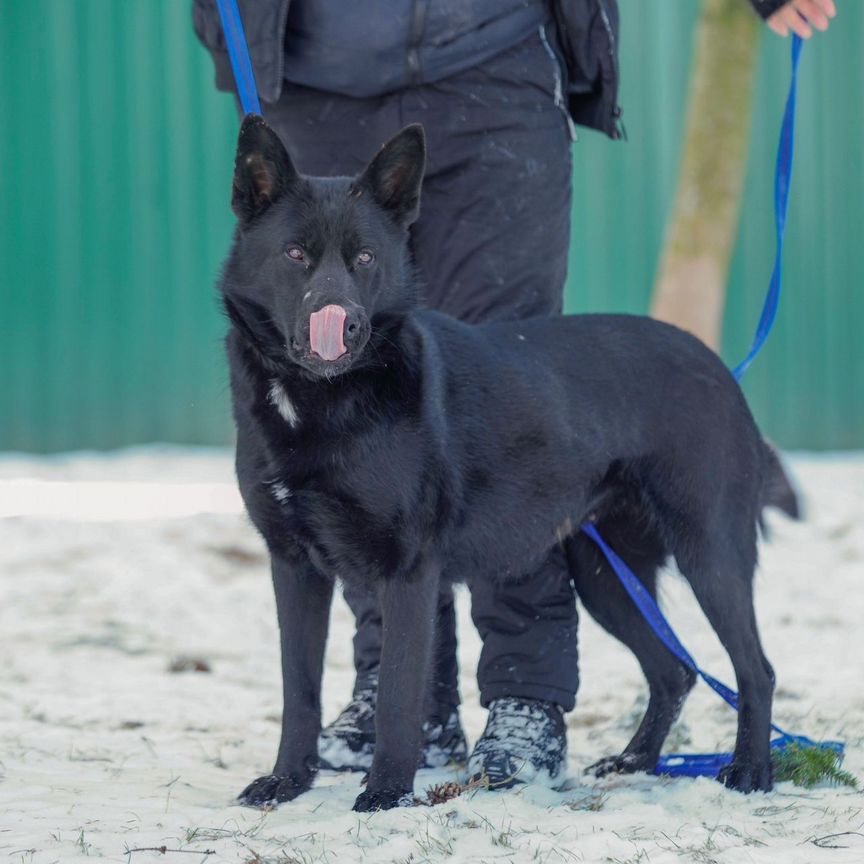 Чёрная немецкая овчарка, оленёнок