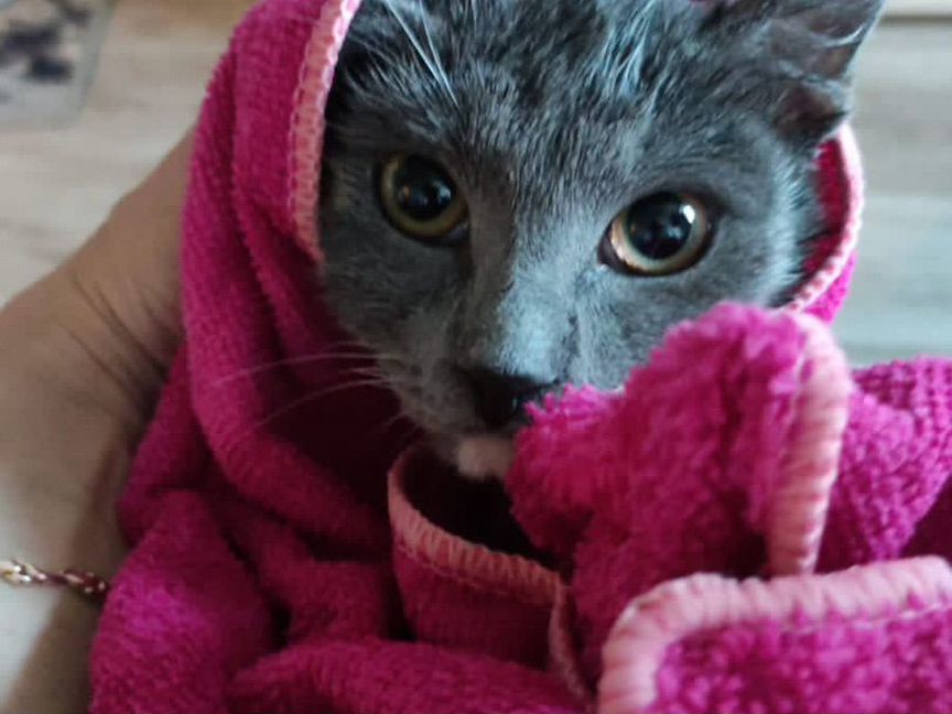Кошка