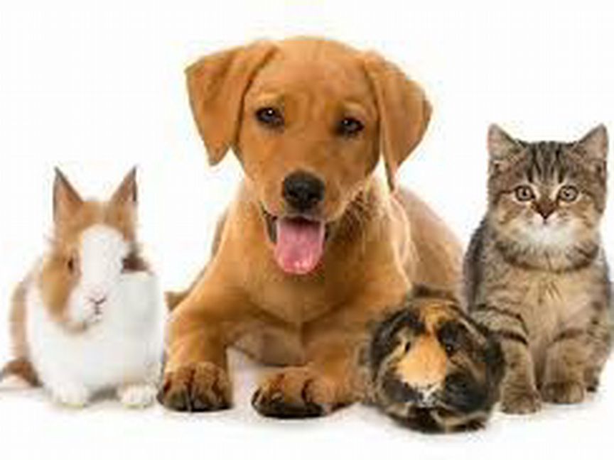 Продукты(списанные) кормить с/х животных