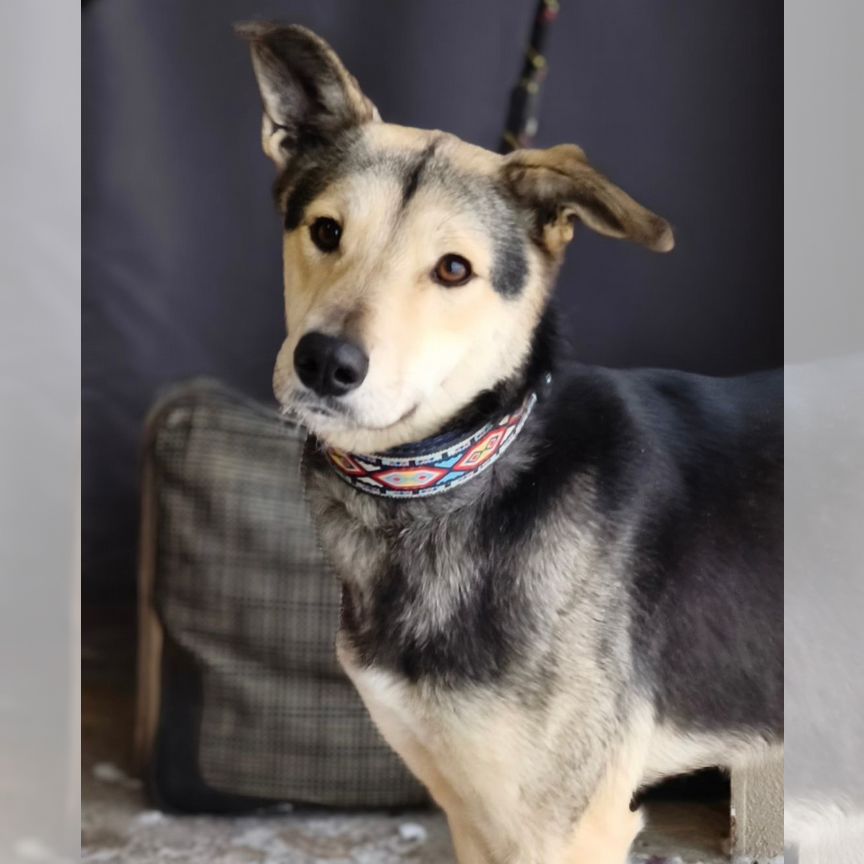 Взрослая собака в добрые руки