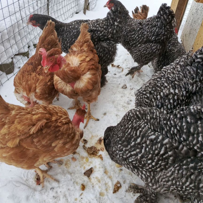 Куры несушки