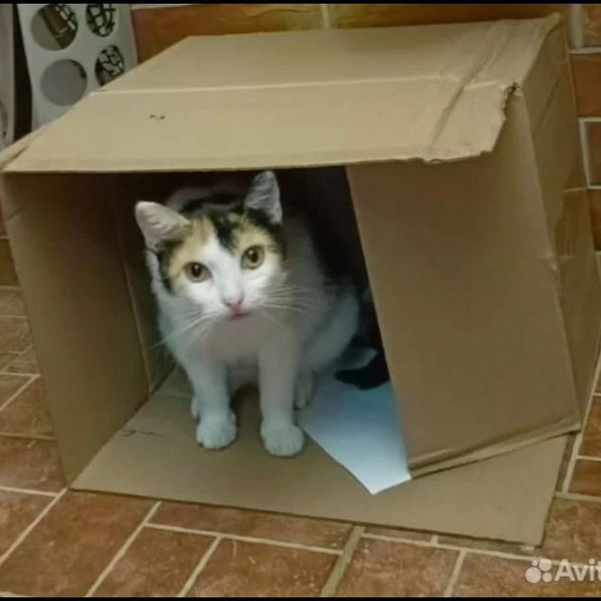 Клякса ищет дом