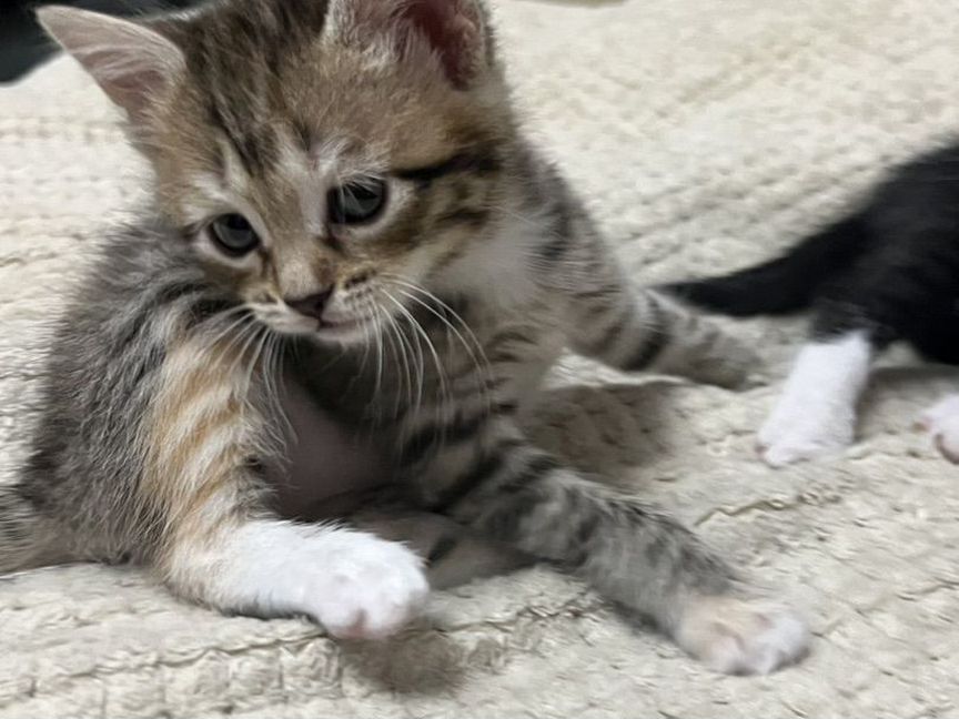 Кошка