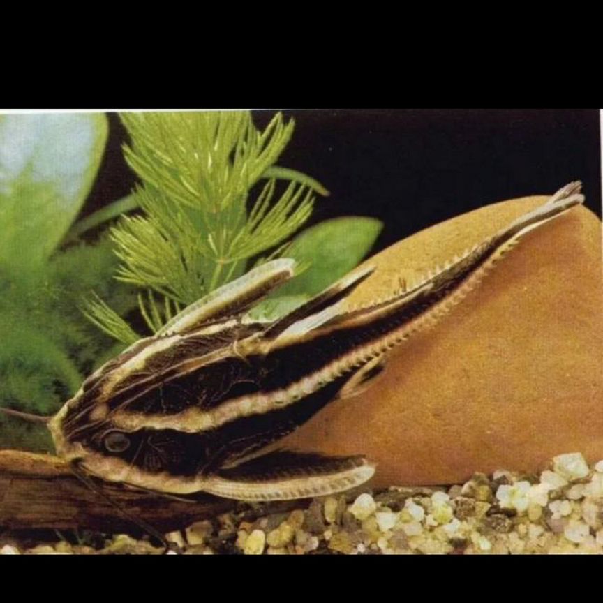 Аквариумные рыбки