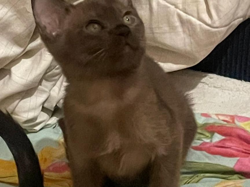 Бурманские принцесы с документами