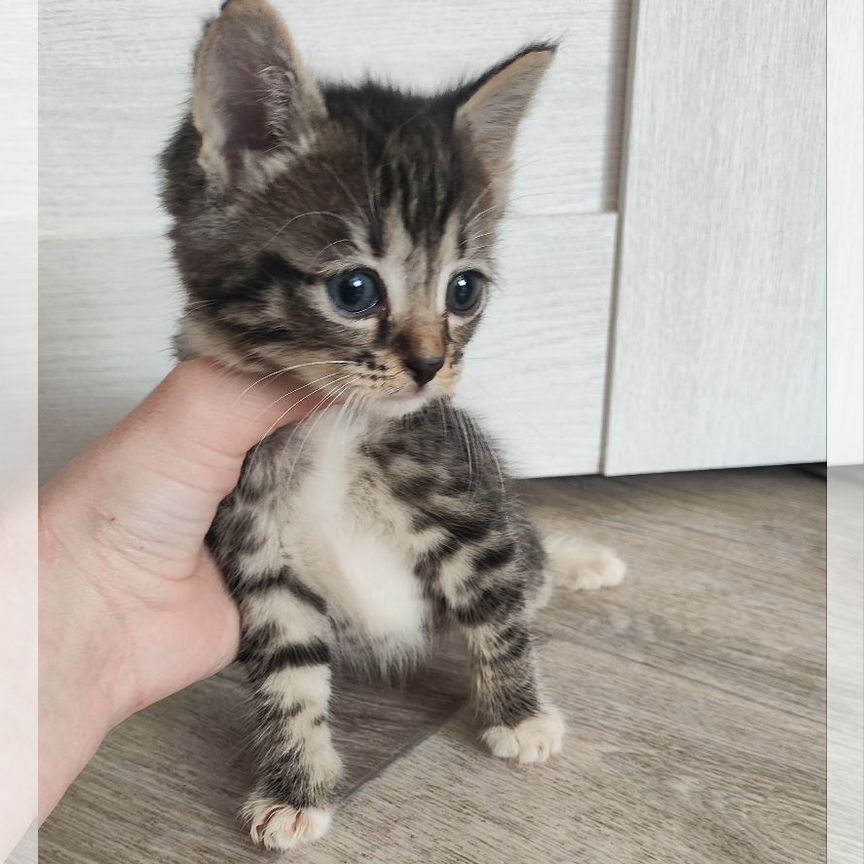 Котёнок в добрые руки