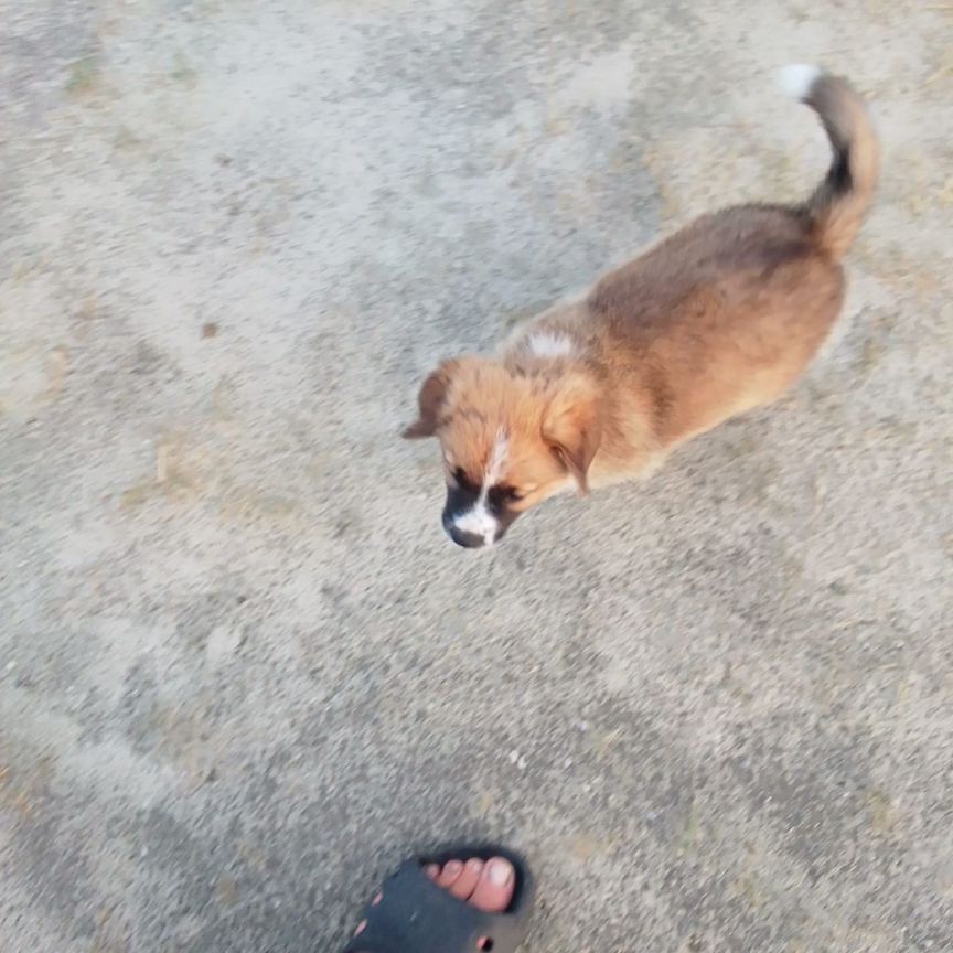 Собака в добрые руки