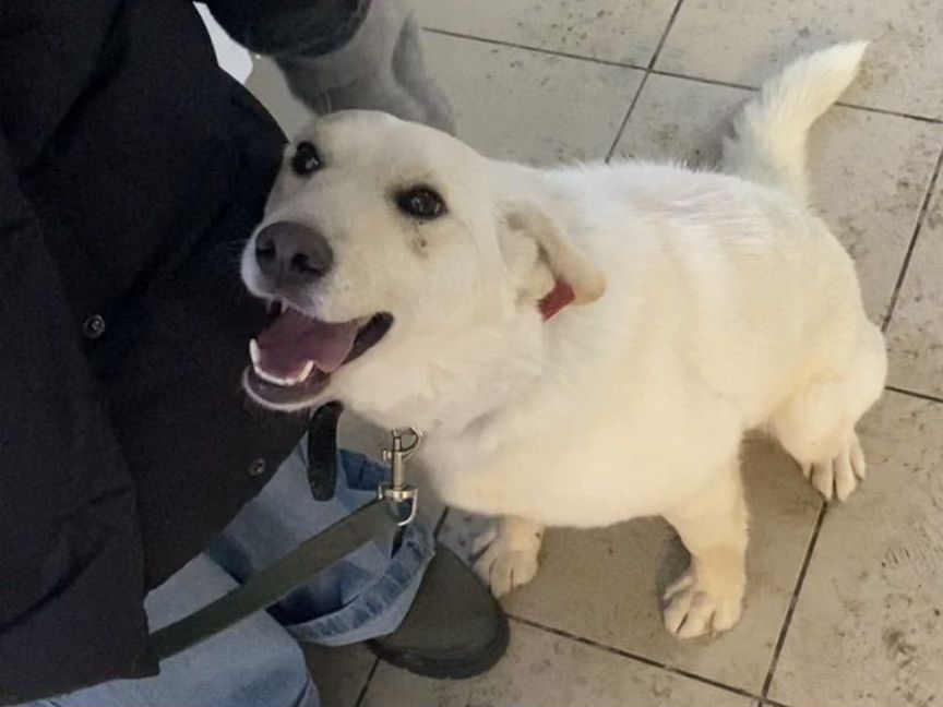 Неразлучники в добрые руки