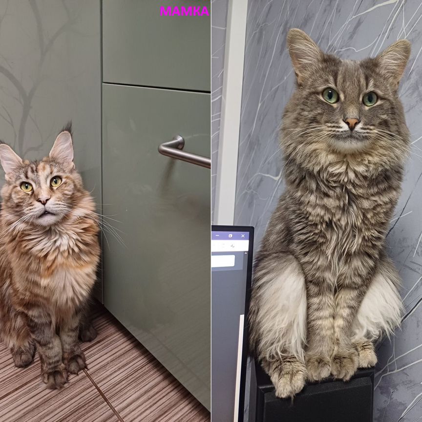 Котята, почти чистые мейн куны