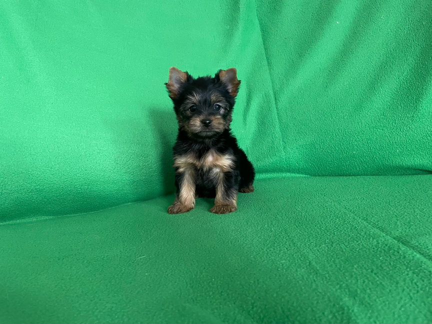 Девочка стандарт