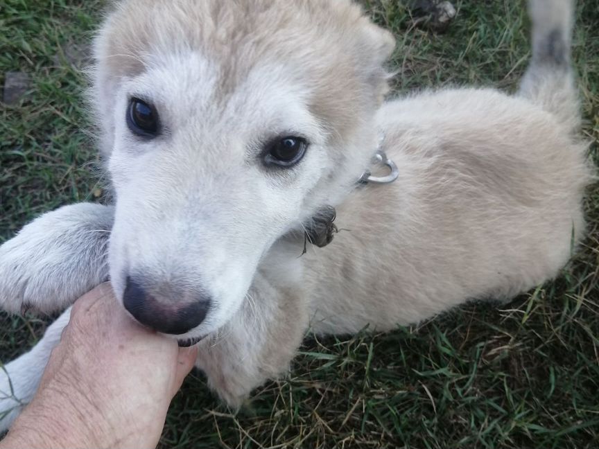 Собака в добрые руки отдам бесплатно