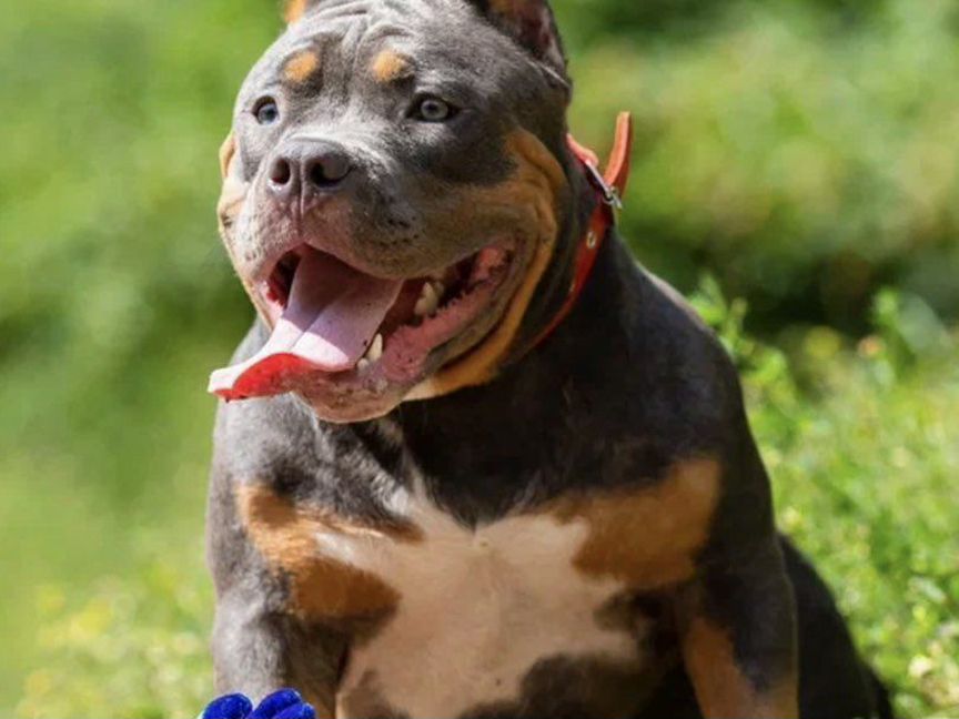 Американский булли