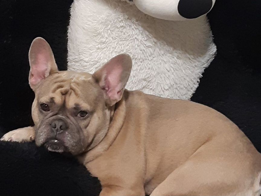 Французский бульдог кабель вязка