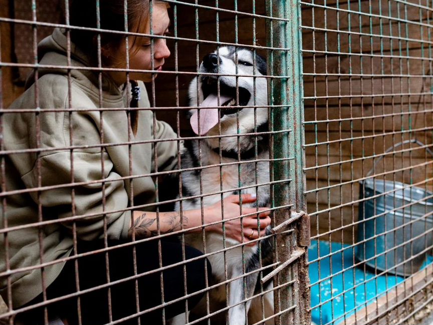 Хаски не место в клетке