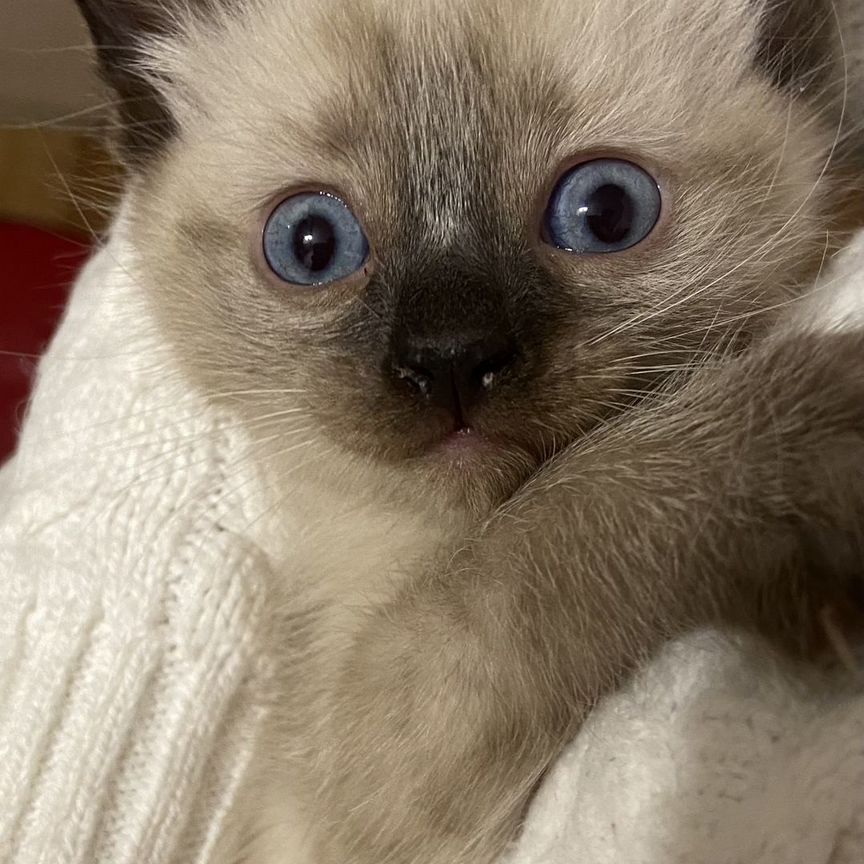 Котёнок тайский