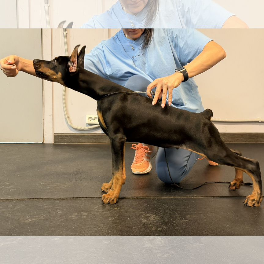 Доберман, щенок