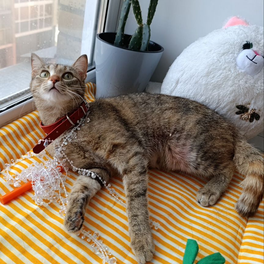 Кошечка молодая