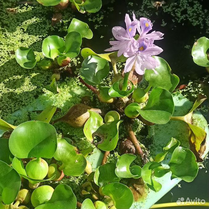 Эйхорния водный гиацинт