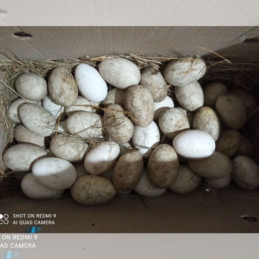 Продам гусиные яйца