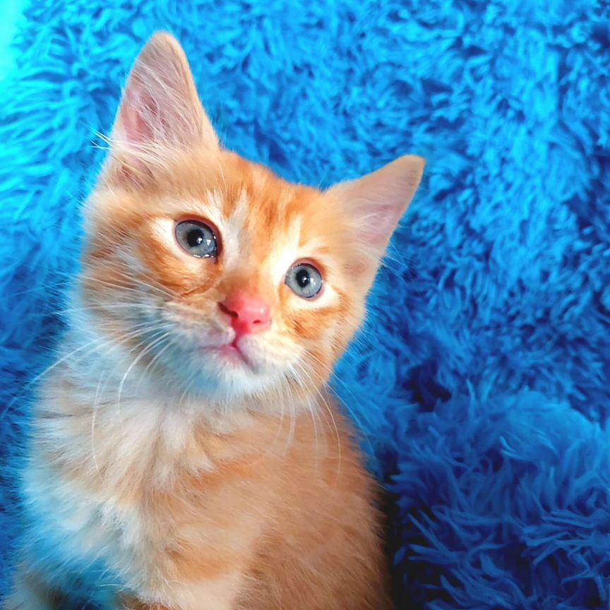 Котята