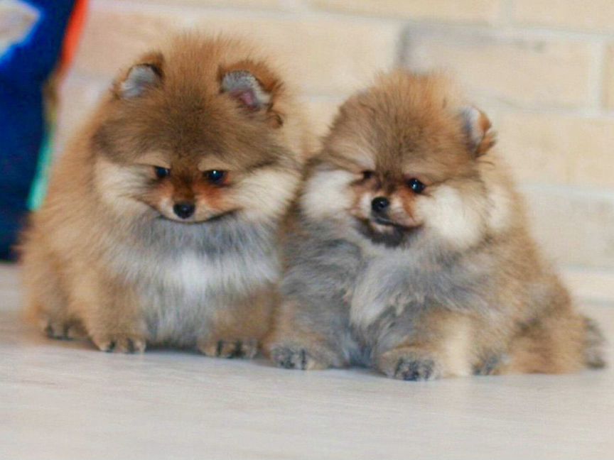 Мишки Помы от Чемпиона. Видео