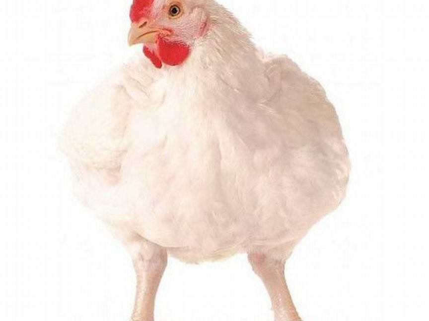 Цыплята бройлеры