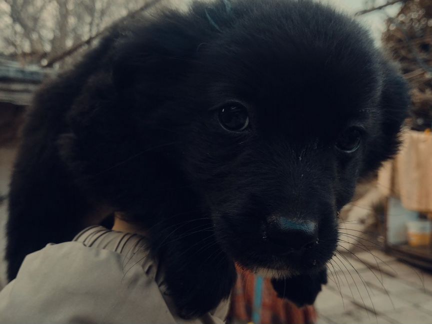 Отдам щеночка в добрые руки,бесплатно