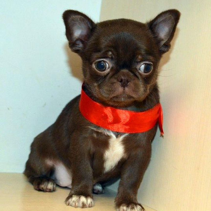 Чихуахуа, щенок