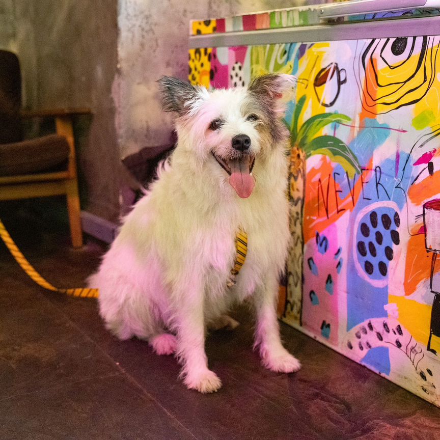 Собака в добрые руки