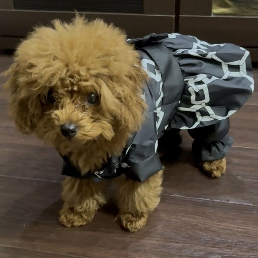 Дождевик для собак мелких пород девочка