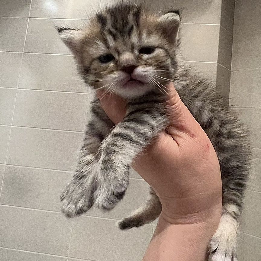 Пиксибоб короткошёрстный котёнок