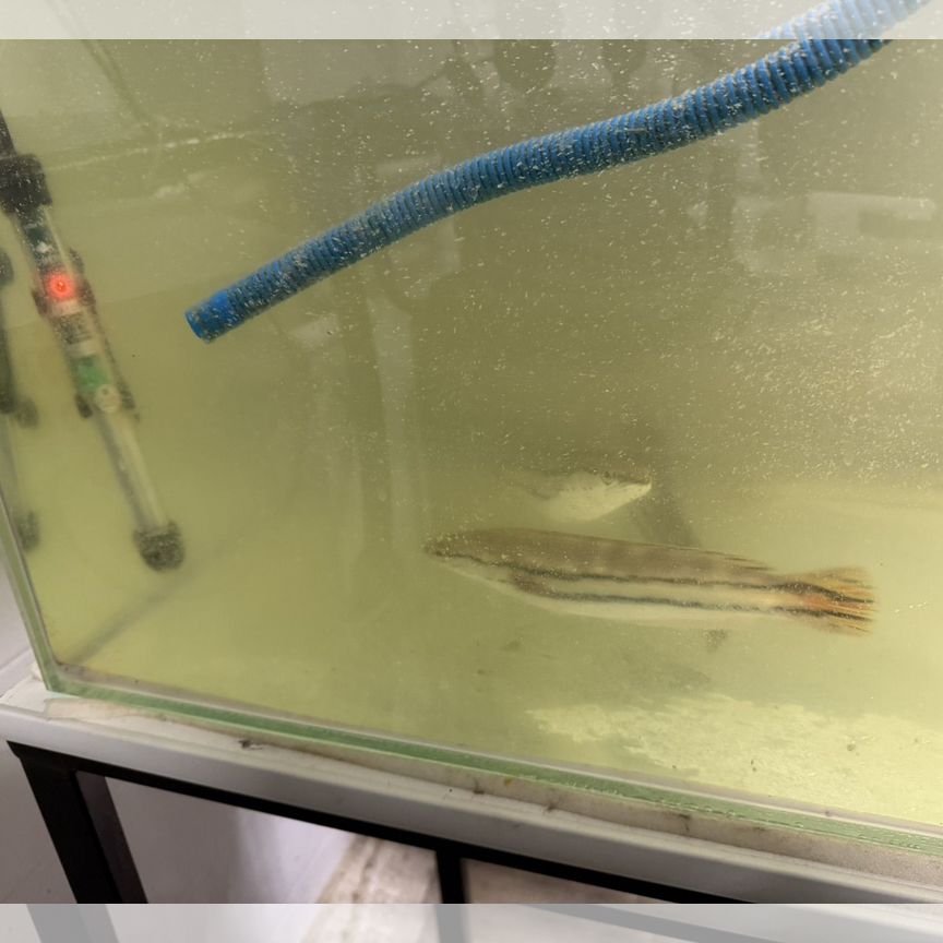 Змееголов Красный