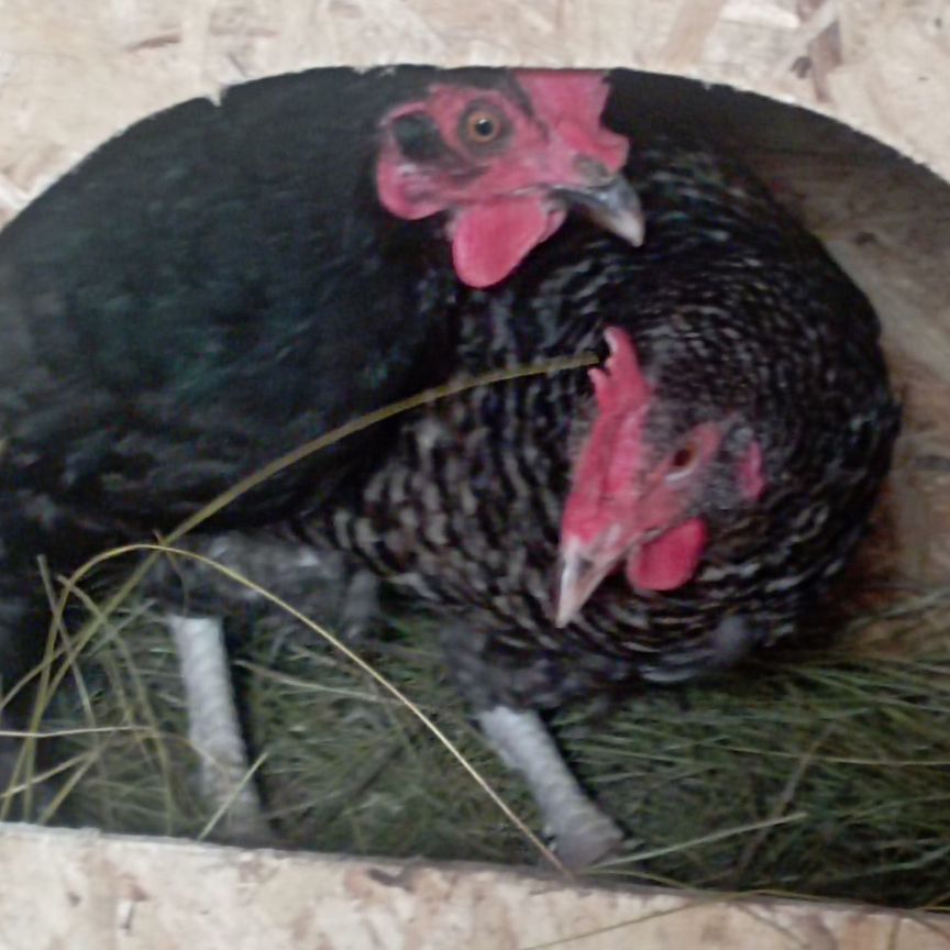 Куры доминант