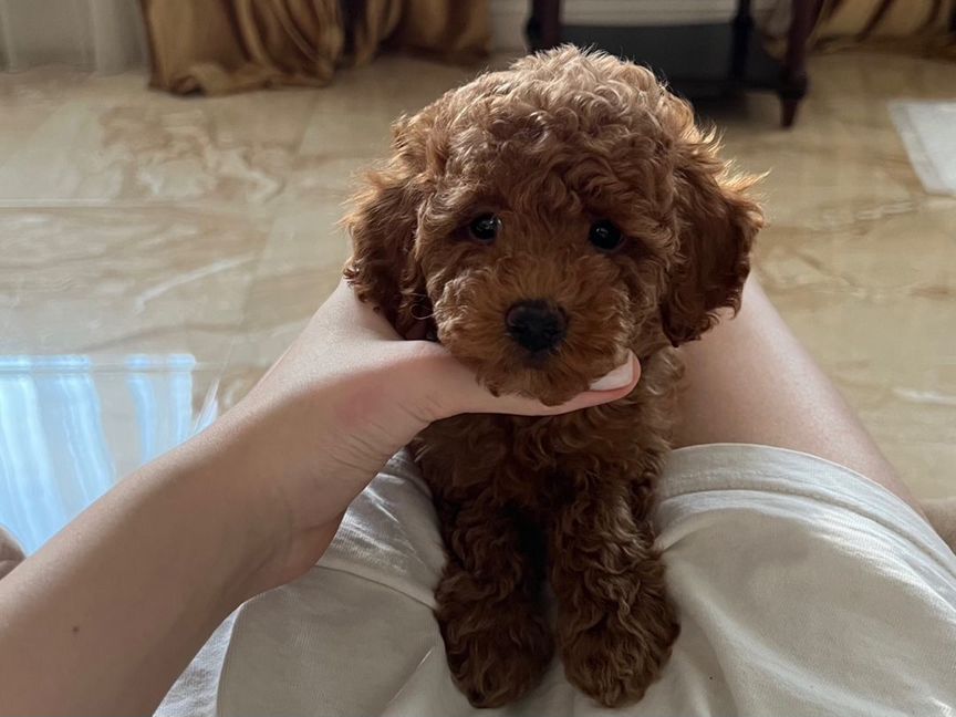 Той-пудель мини мальчик ред браун