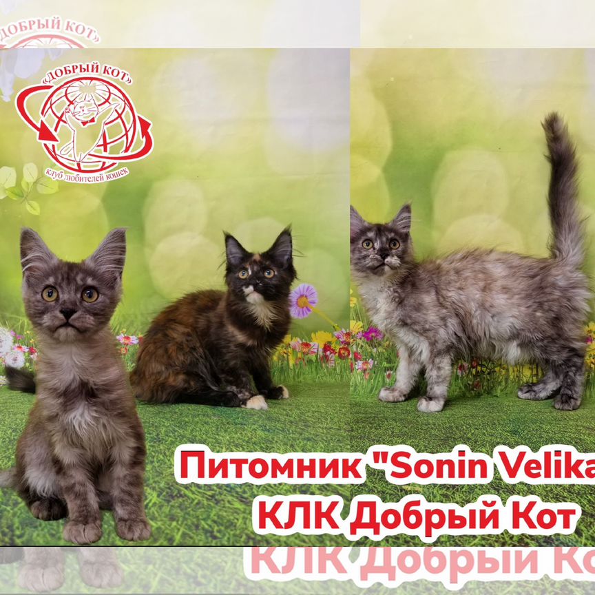 Мейн-кун котёнок