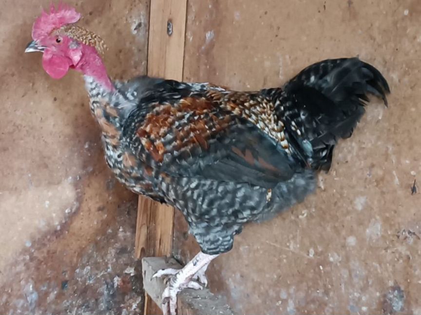 Петухи голошейка и Доминант