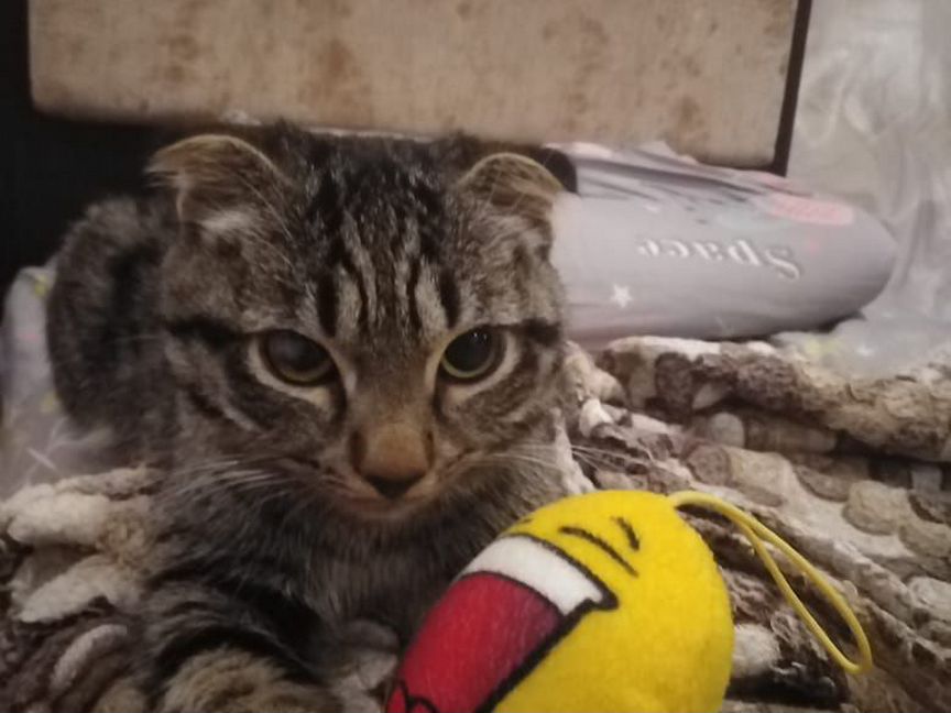 Нашли котика