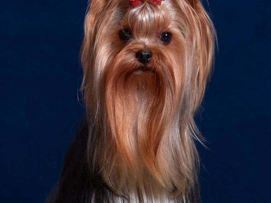 Вязка Йорк мини беби фейс