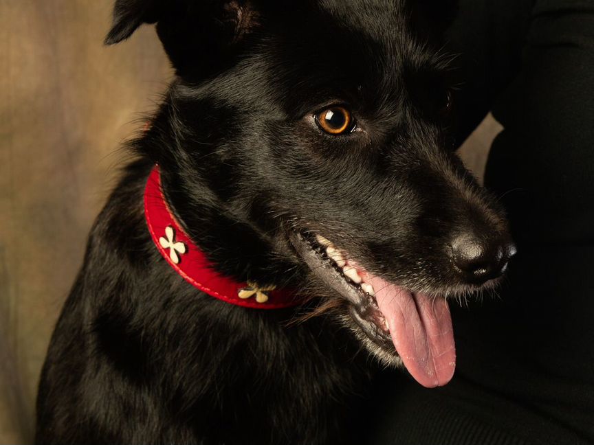 Щенок девочка бесплатно